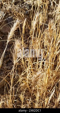 Red Brome (Bromus rubens) Plantae Stock Photo - Alamy