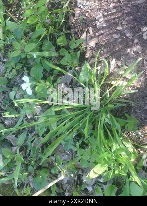 White Bear Sedge (Carex albursina) Plantae Stock Photo - Alamy