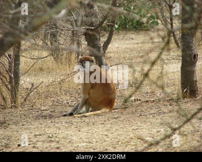 Western Patas Monkey (Erythrocebus patas patas) Mammalia Stock Photo ...
