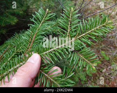 subalpine fir (Abies lasiocarpa), Plantae, Wallowa-Whitman National ...