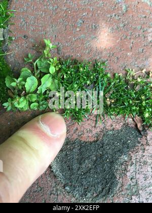 Procumbent Pearlwort (Sagina procumbens) Plantae Stock Photo - Alamy