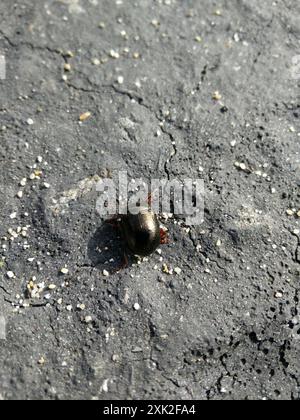 Bronze Beetle (Chrysolina bankii) Insecta Stock Photo - Alamy