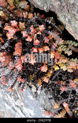Kouga Sosatiebos (Crassula perforata kougaensis) Plantae Stock Photo ...