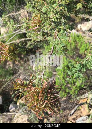 Catclaw Mimosa (Mimosa biuncifera Stock Photo - Alamy