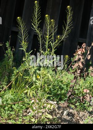 London rocket (Sisymbrium irio) Plantae Stock Photo - Alamy