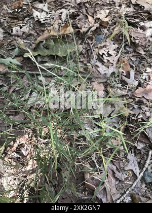 nimblewill (Muhlenbergia schreberi) Plantae Stock Photo - Alamy