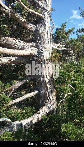 Sierra juniper (Juniperus grandis) Plantae Stock Photo - Alamy