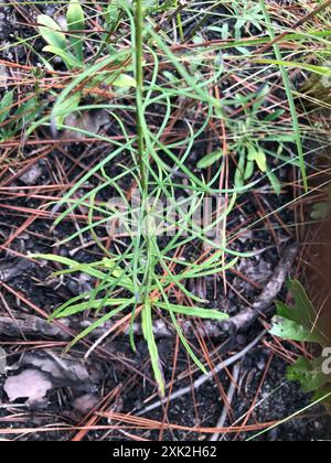 Narrow Leaf Ironweed (Vernonia angustifolia) Plantae Stock Photo - Alamy