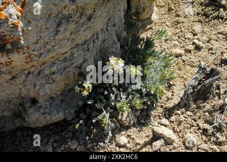 low cryptantha (Oreocarya humilis Stock Photo - Alamy