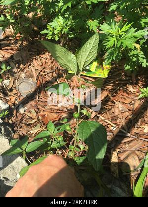 Asian Copperleaf (Acalypha australis) Plantae Stock Photo - Alamy