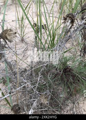 Pitcher's thistle (Cirsium pitcheri) Plantae Stock Photo - Alamy