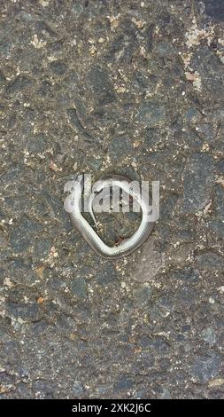 Southern Slugeater (Duberria lutrix lutrix) Reptilia Stock Photo - Alamy