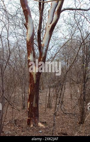 Caatinga, a type of semi-arid tropical vegetation, and an ecoregion ...