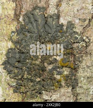 Tree Jelly Lichens (Collema) Fungi Stock Photo - Alamy
