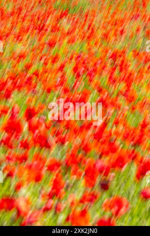dreamy and abstract image of the meadow with green young grass. double ...