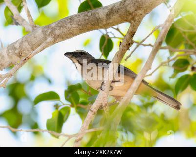 Cinnamon-bellied Saltator (Saltator grandis Stock Photo - Alamy