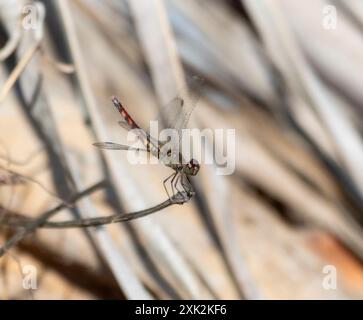 A Red-Mantled Dragonlet dragonfly (Erythrodiplax fervida) with ...