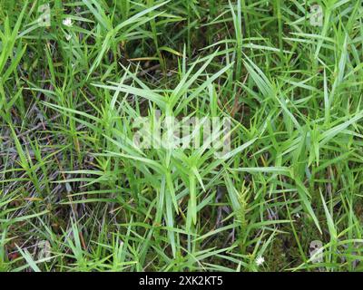 Three-way Sedge (Dulichium arundinaceum) Plantae Stock Photo - Alamy