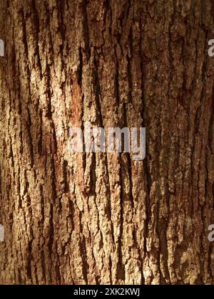 post oak (Quercus stellata) Plantae Stock Photo - Alamy