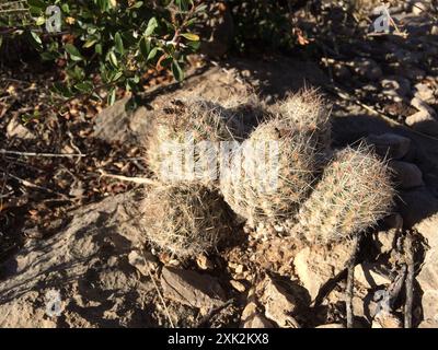 Whitecolumn Foxtail Cactus (Escobaria tuberculosa) Plantae Stock Photo ...