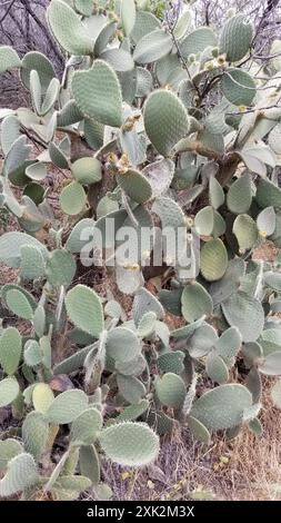 Arborescent Pricklypear (Opuntia leucotricha) Plantae Stock Photo - Alamy
