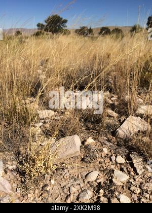 hall panicum (Panicum hallii) Plantae Stock Photo - Alamy