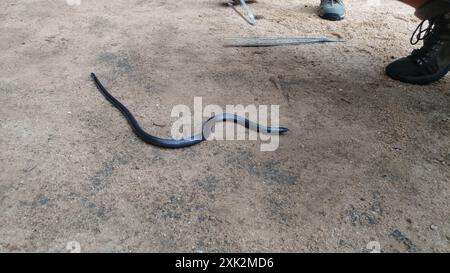 Common Purple-glossed Snake (Amblyodipsas polylepis) Reptilia Stock ...