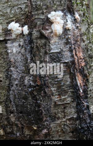 white jelly fungus (Ductifera pululahuana) Fungi Stock Photo - Alamy