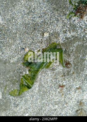 Ulvophycean green algae (Ulvophyceae) Plantae Stock Photo - Alamy