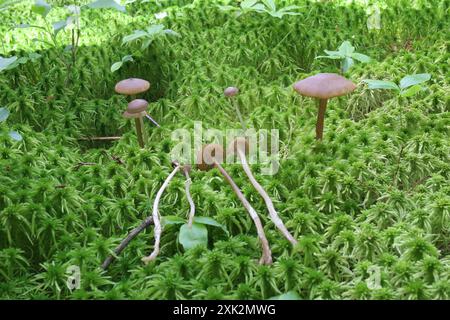 sphagnum greyling (Sphagnurus paluster) Fungi Stock Photo - Alamy