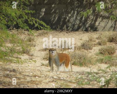 Western Patas Monkey (Erythrocebus patas patas) Mammalia Stock Photo ...