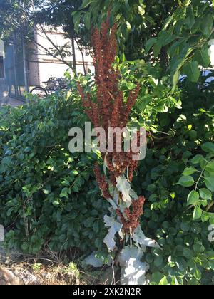 Patience Dock (Rumex patientia) Plantae Stock Photo - Alamy