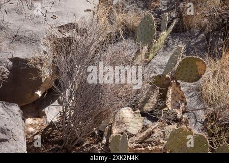 desert myrtlecroton (Bernardia obovata) Plantae Stock Photo - Alamy
