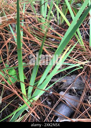 Sandhill Dwarf Iris (Iris verna verna) Plantae Stock Photo - Alamy