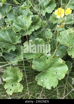 spreading avens (Geum radiatum) Plantae Stock Photo - Alamy
