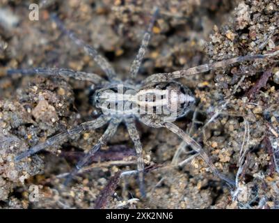 lance wolf spider (Schizocosa avida Stock Photo - Alamy