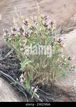 Preuss' Milkvetch (Astragalus preussii) Plantae Stock Photo - Alamy