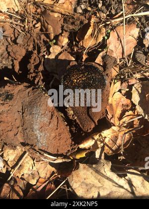 Dead Man's Foot (Pisolithus tinctorius) Fungi Stock Photo - Alamy