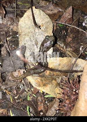 Arboreal Salamander (Aneides lugubris), Amphibia, Saratoga, CA, US ...