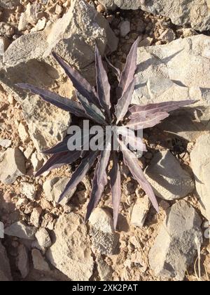 shortfruit evening primrose (Oenothera brachycarpa) Plantae Stock Photo ...