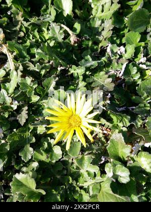 Prostrate Capeweed (Arctotheca prostrata), Plantae, Overberg, ZA-WC, ZA ...