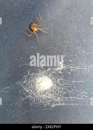 Brown Recluse (Loxosceles reclusa) Arachnida Stock Photo - Alamy