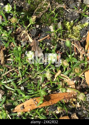 Procumbent Pearlwort (Sagina procumbens) Plantae Stock Photo - Alamy