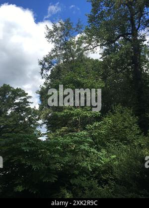 Wonder tree (Idesia polycarpa) Plantae Stock Photo - Alamy