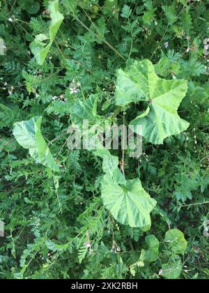 cheeseweed mallow (Malva parviflora), Plantae, Los Angeles County, US ...