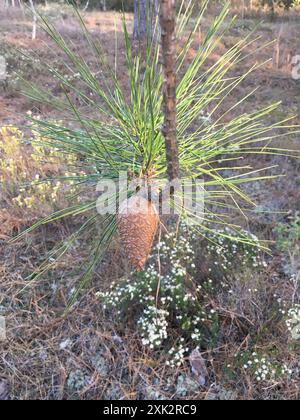 pond pine (Pinus serotina) Plantae Stock Photo - Alamy