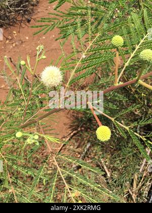 White leadtree (Leucaena leucocephala), Plantae, Guishan Power Plant ...