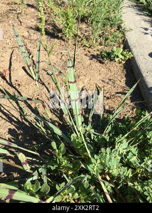 Jungle Rice (Echinochloa colonum) Plantae Stock Photo - Alamy