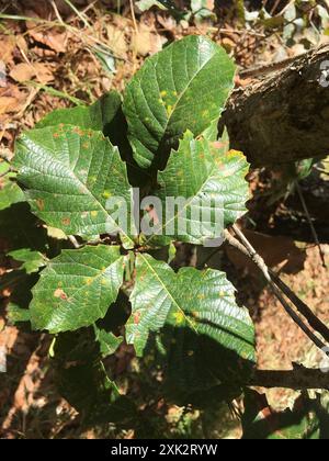 k’antulán (Quercus segoviensis) Plantae Stock Photo - Alamy