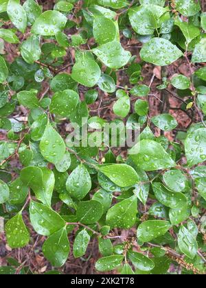 sparkleberry (Vaccinium arboreum) Plantae Stock Photo - Alamy